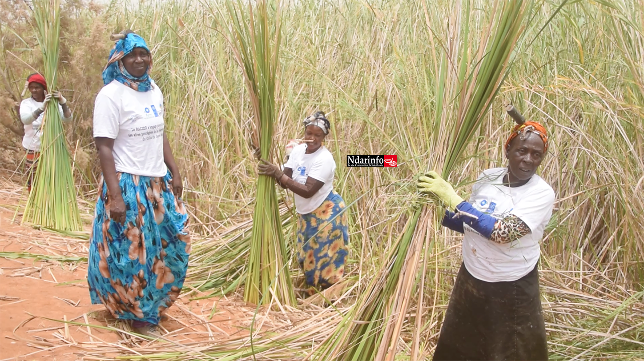Parc du Djoudj : Des agressions sur l’écosystème sapent l’effort de ...