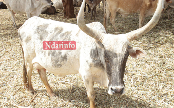 Richard-Toll : un forum sur la promotion du lait ouvre la Foire du WALO ...