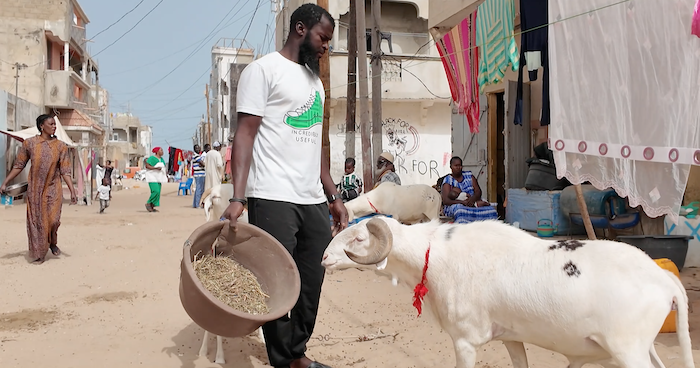 Tabaski : à la Langue de Barbarie, un modèle d’élevage sécurisé