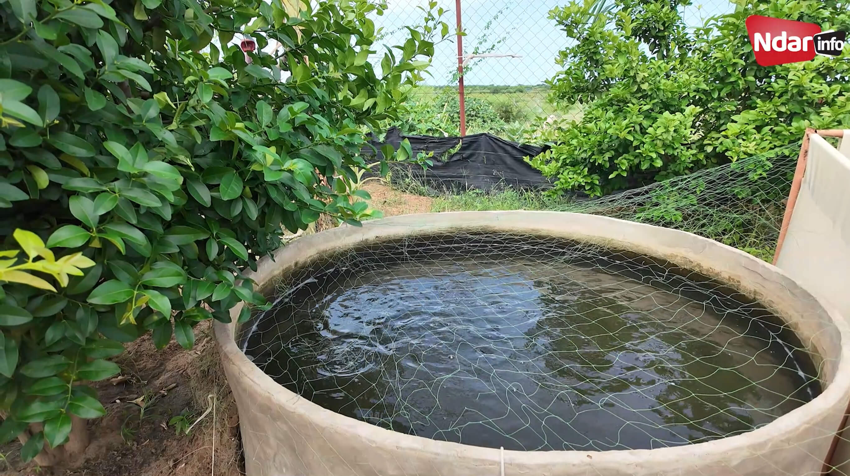 Saint-Louis : la pisciculture, une filière d’avenir freinée par le ...
